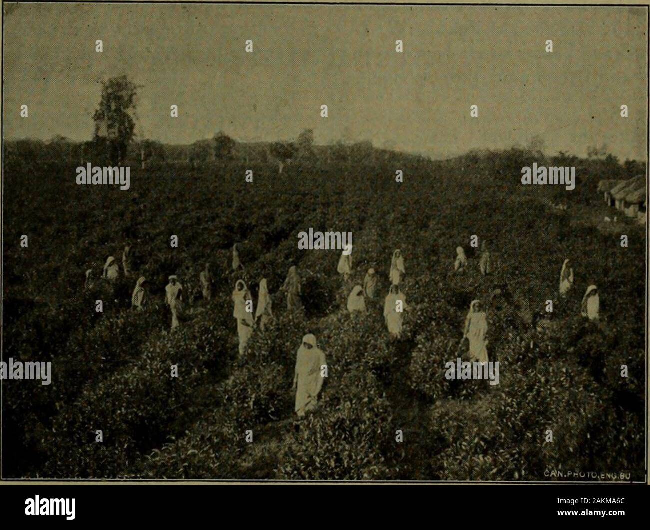 Walter ray woods hi-res stock photography and images - Alamy