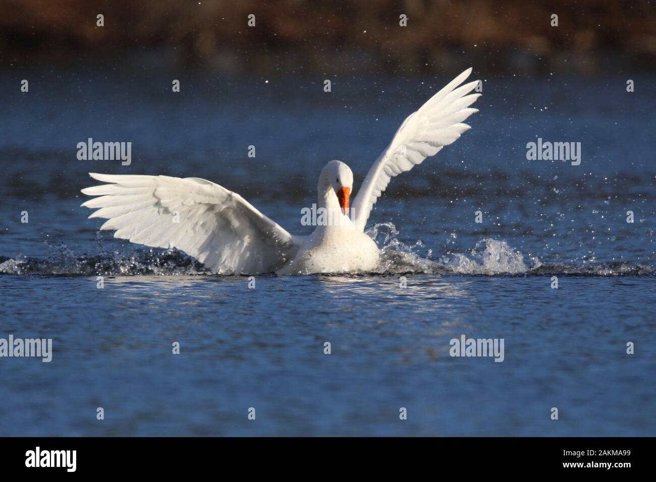 Wings of a goose hi-res stock photography and images - Alamy