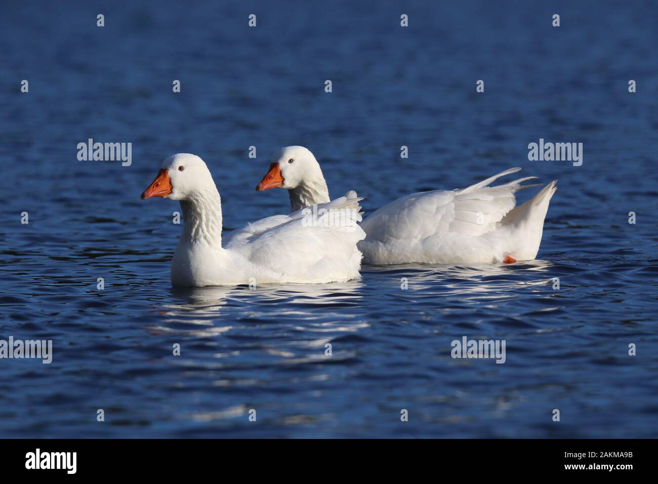 Domestic geese hi-res stock photography and images - Alamy