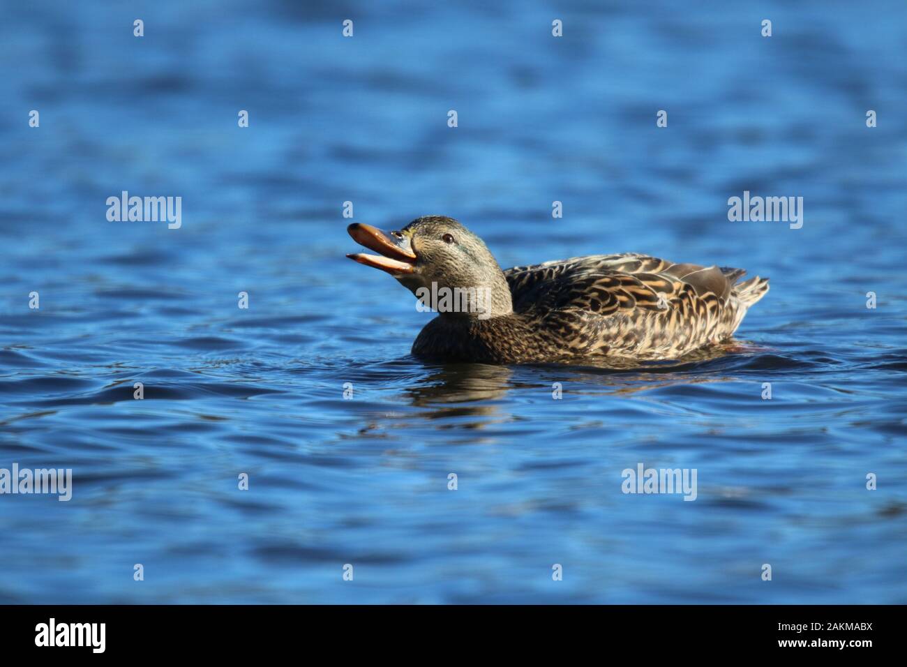 Quacking duck hi-res stock photography and images - Alamy
