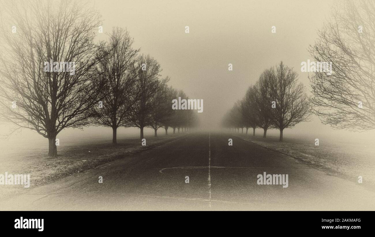 Foggy tree lined road Stock Photo - Alamy