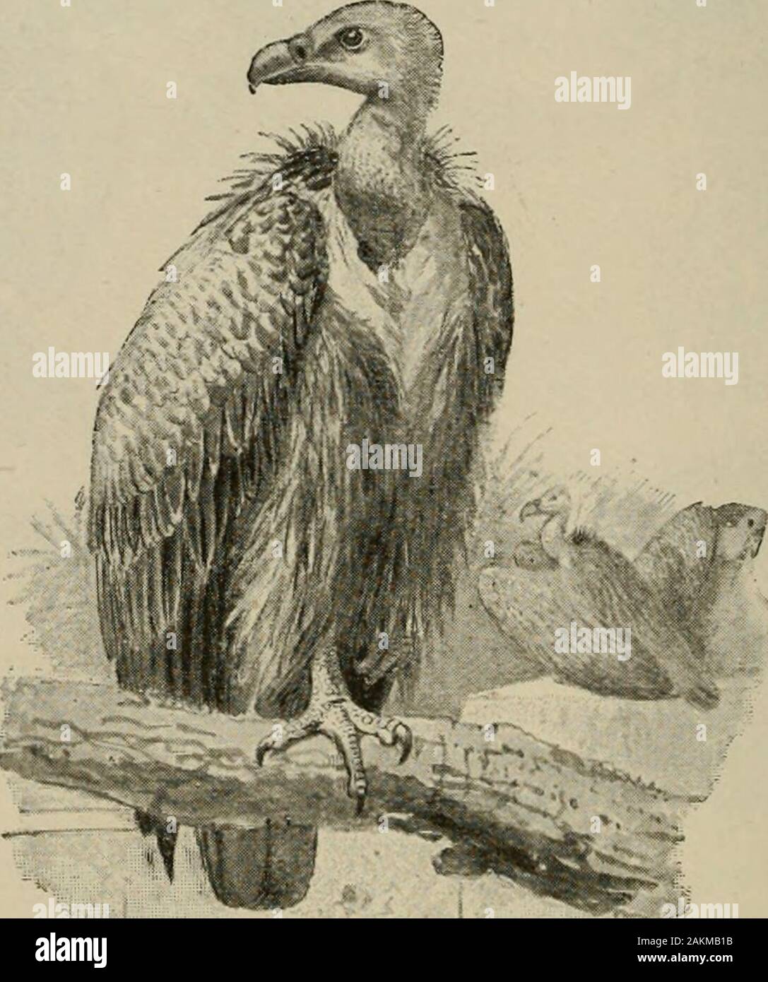 Unclea hi-res stock photography and images - Alamy