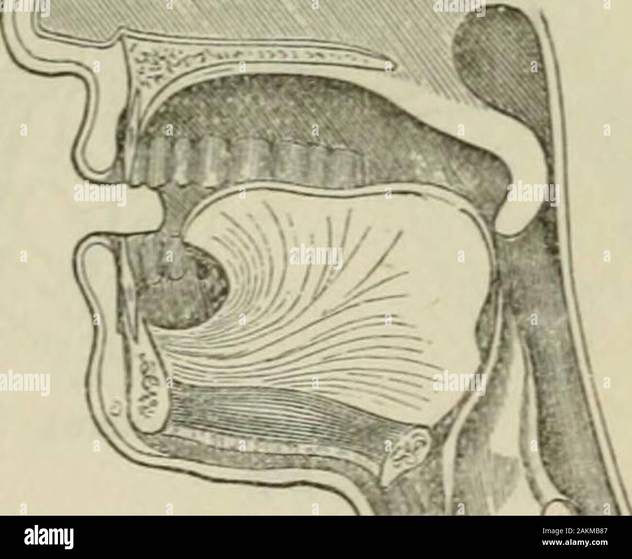 Glottis and vocal chords hi-res stock photography and images - Alamy
