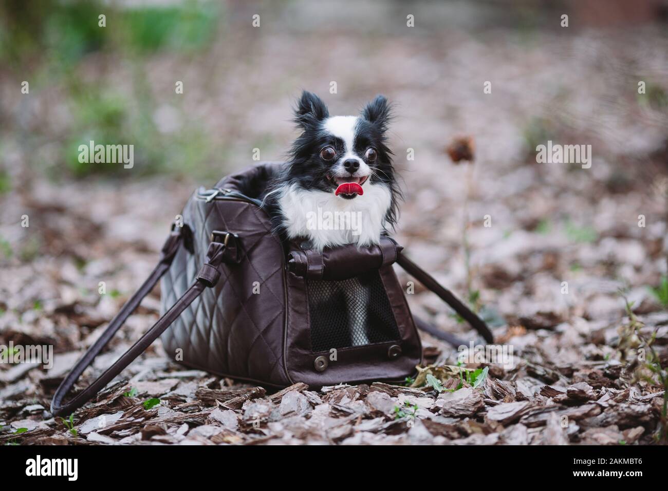 Pet Travel Carrier. Pet Carrier For Small Dog. Dog Carry Bag. Chihuahua ...