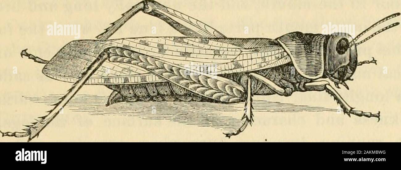 Buffalo gnat hi-res stock photography and images - Alamy