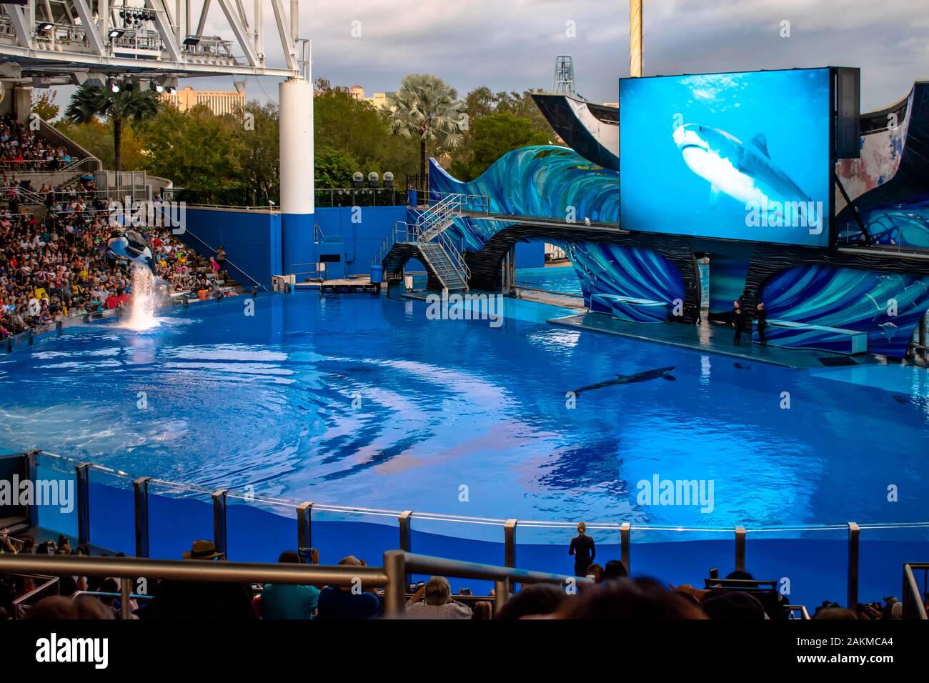Orlando, Florida. December 30, 2019. Killer whale jumping in Orca ...