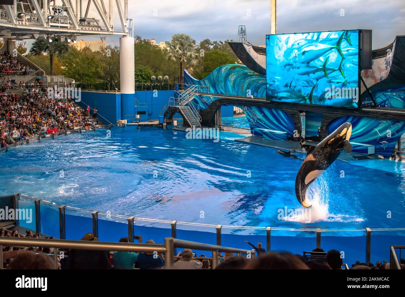 Orlando, Florida. December 30, 2019. Killer whale jumping in Orca ...