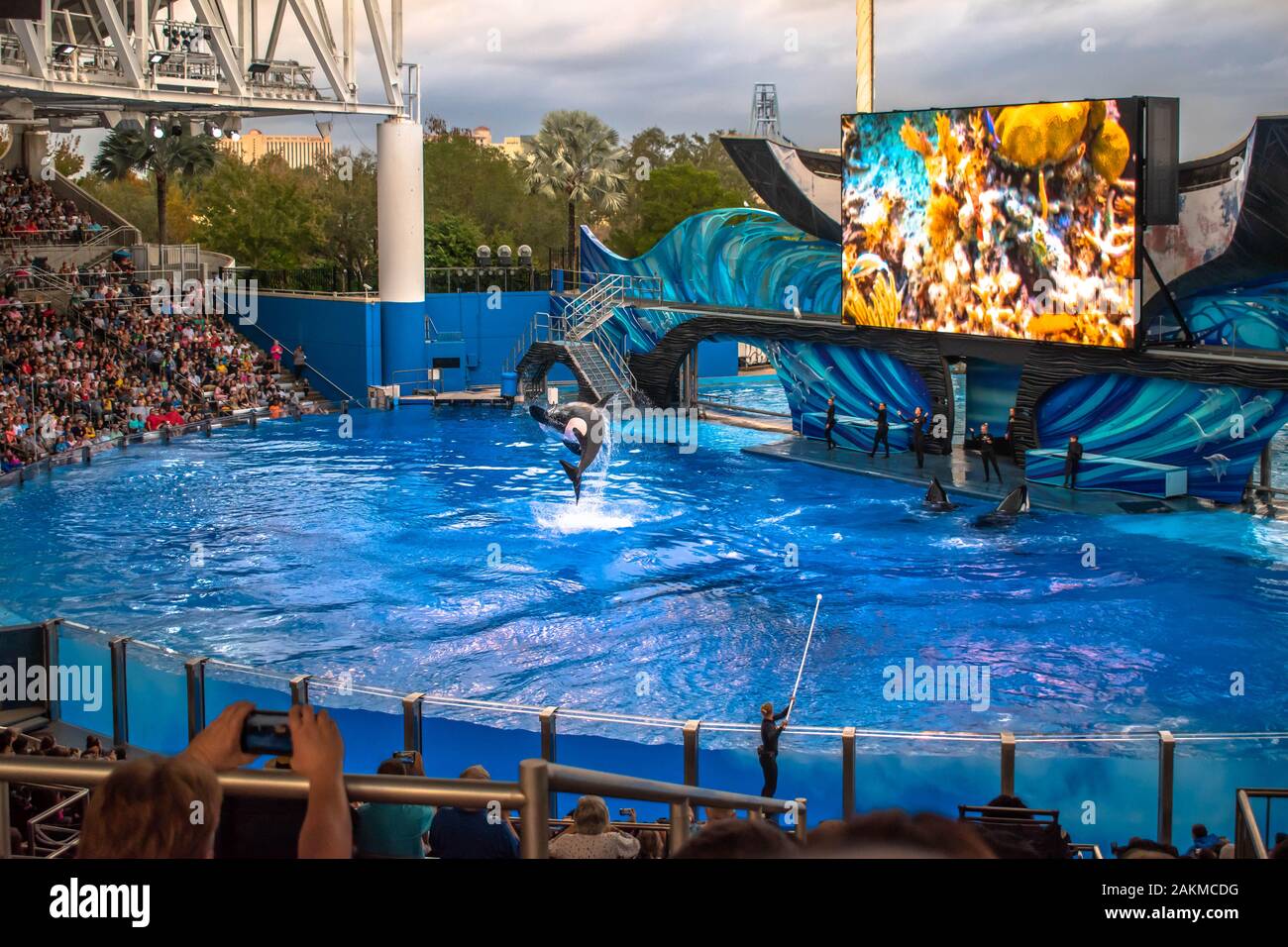 Orlando, Florida. December 30, 2019. Killer whale jumping in Orca ...