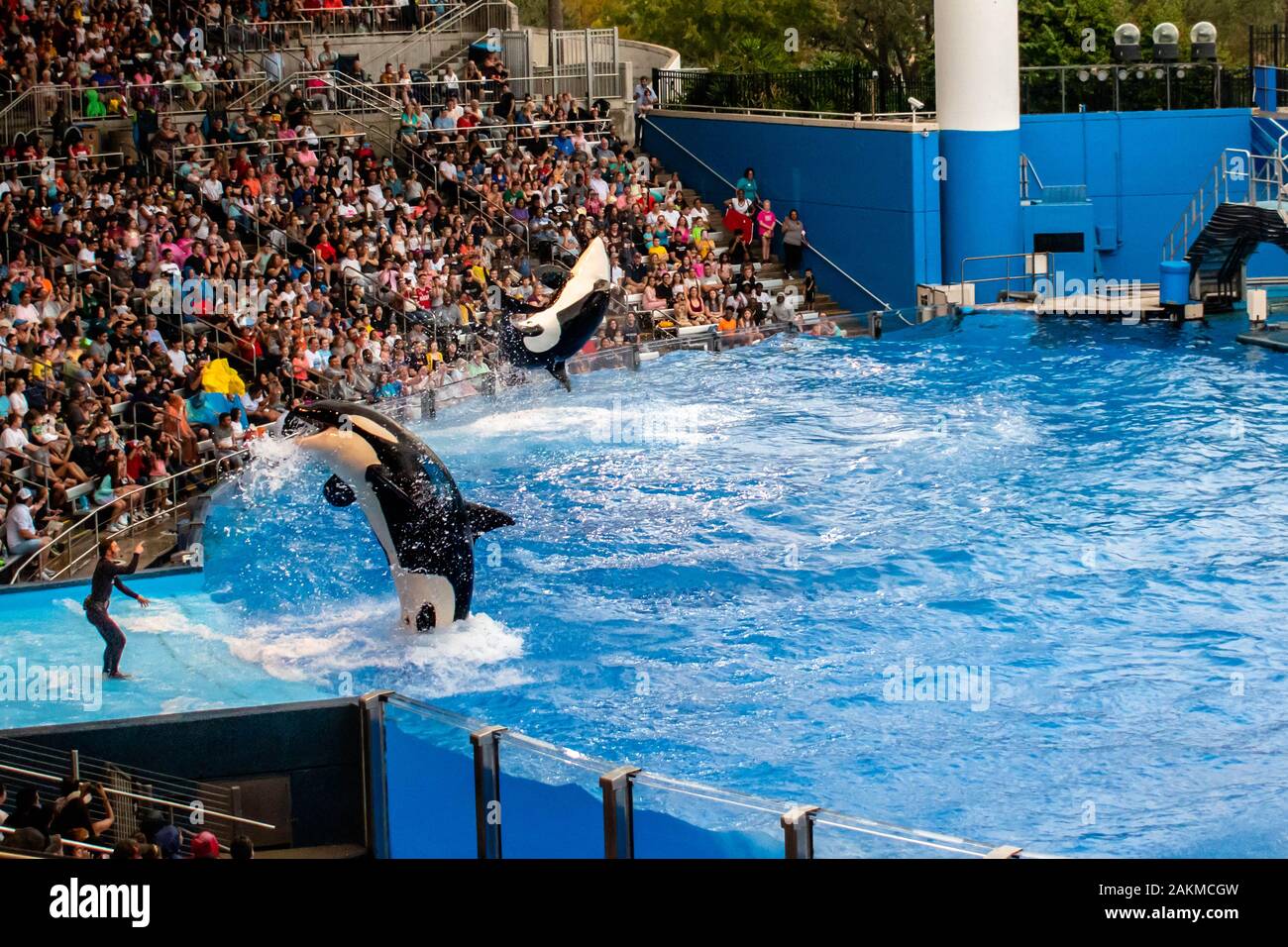 Orlando, Florida. December 30, 2019. Killer whale jumping in Orca ...