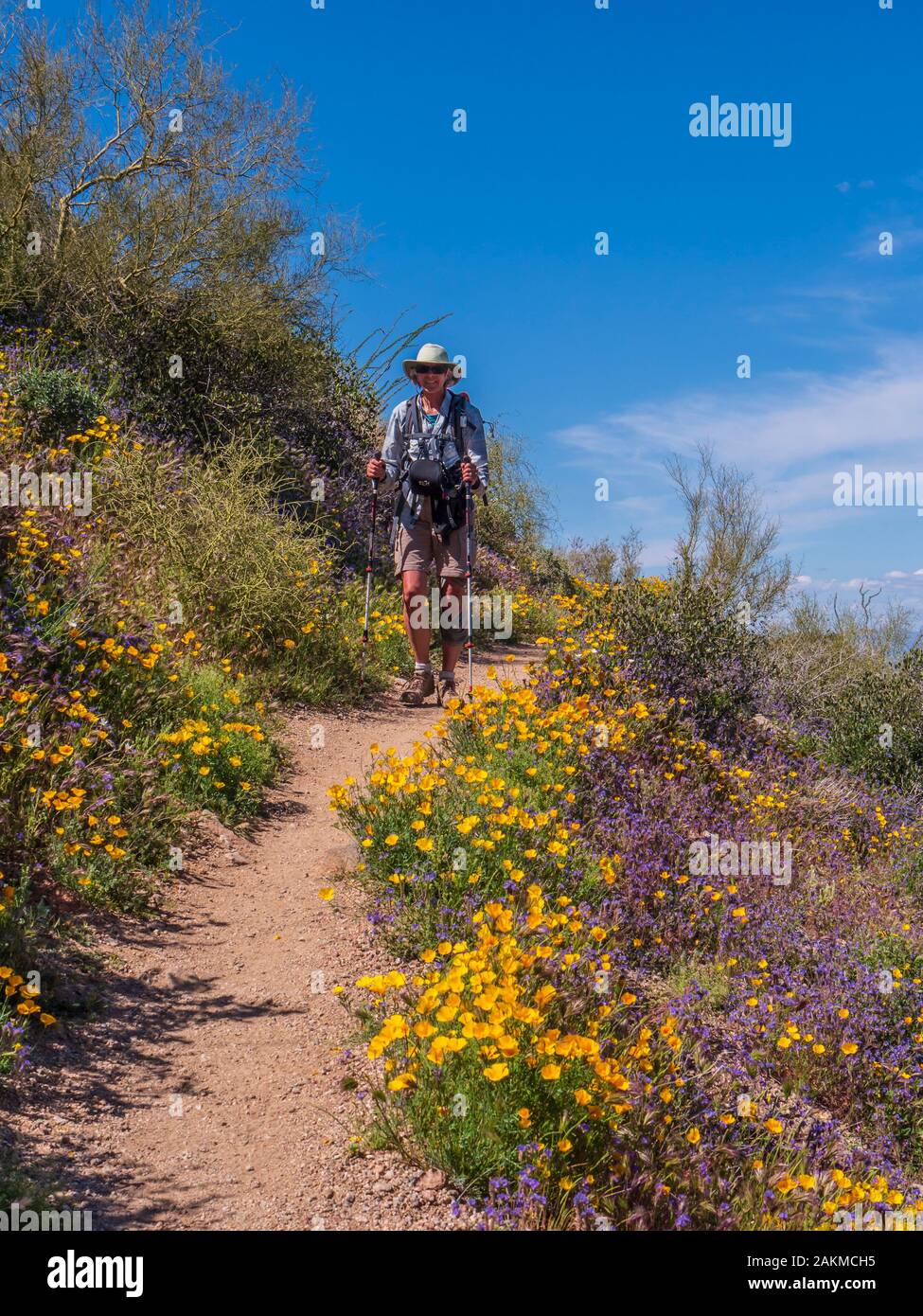 Hiker walks past Mexican gold poppy, California poppy (Eschscholzia ...