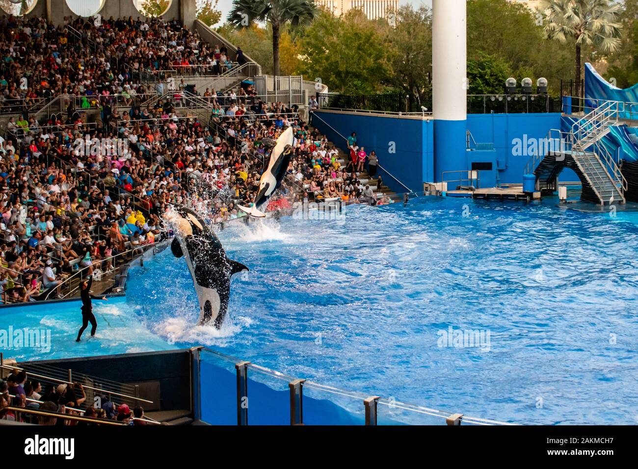 Orlando, Florida. December 30, 2019. Killer whale jumping in Orca ...