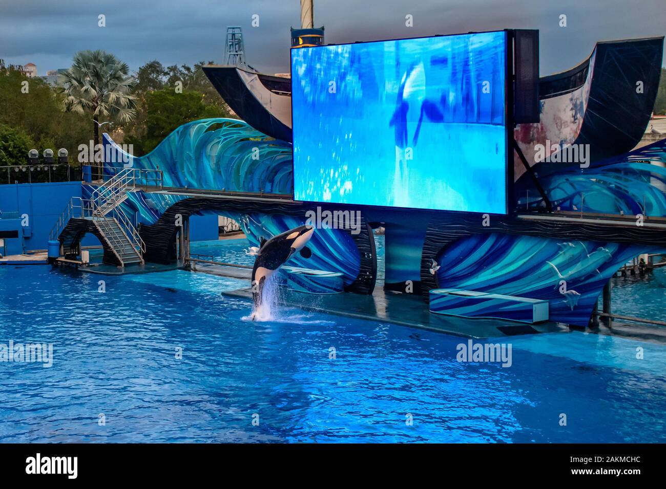 Orlando, Florida. December 30, 2019. Killer whale jumping in Orca ...