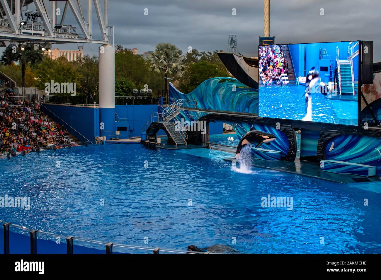 Orlando, Florida. December 30, 2019. Killer whale jumping in Orca ...