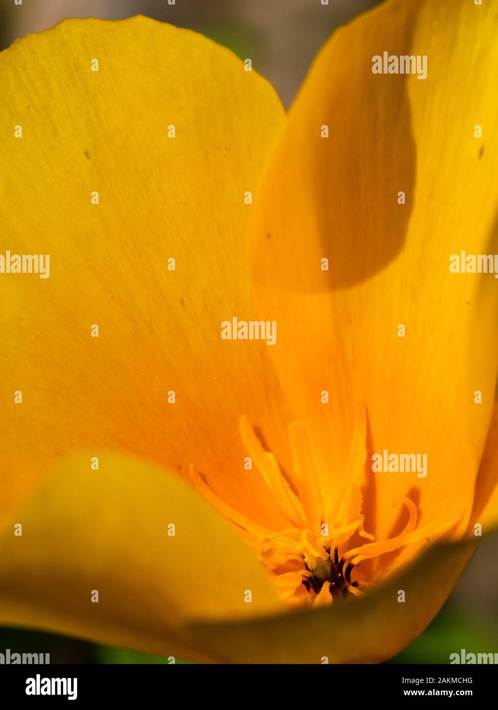 Mexican gold poppy, California poppy (Eschscholzia californica), Usery ...