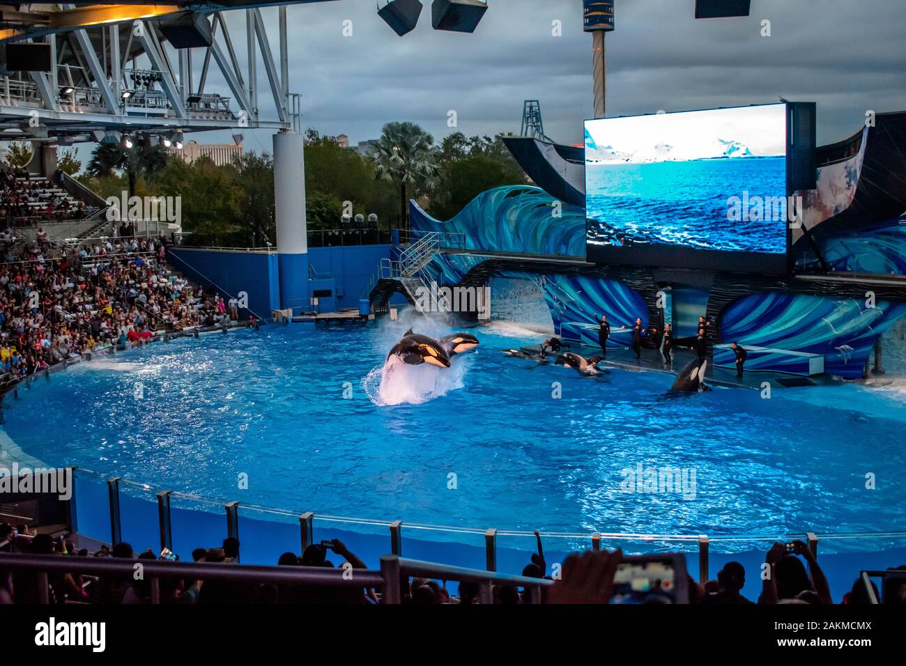 Orlando, Florida. December 30, 2019. Killer whale jumping in Orca ...