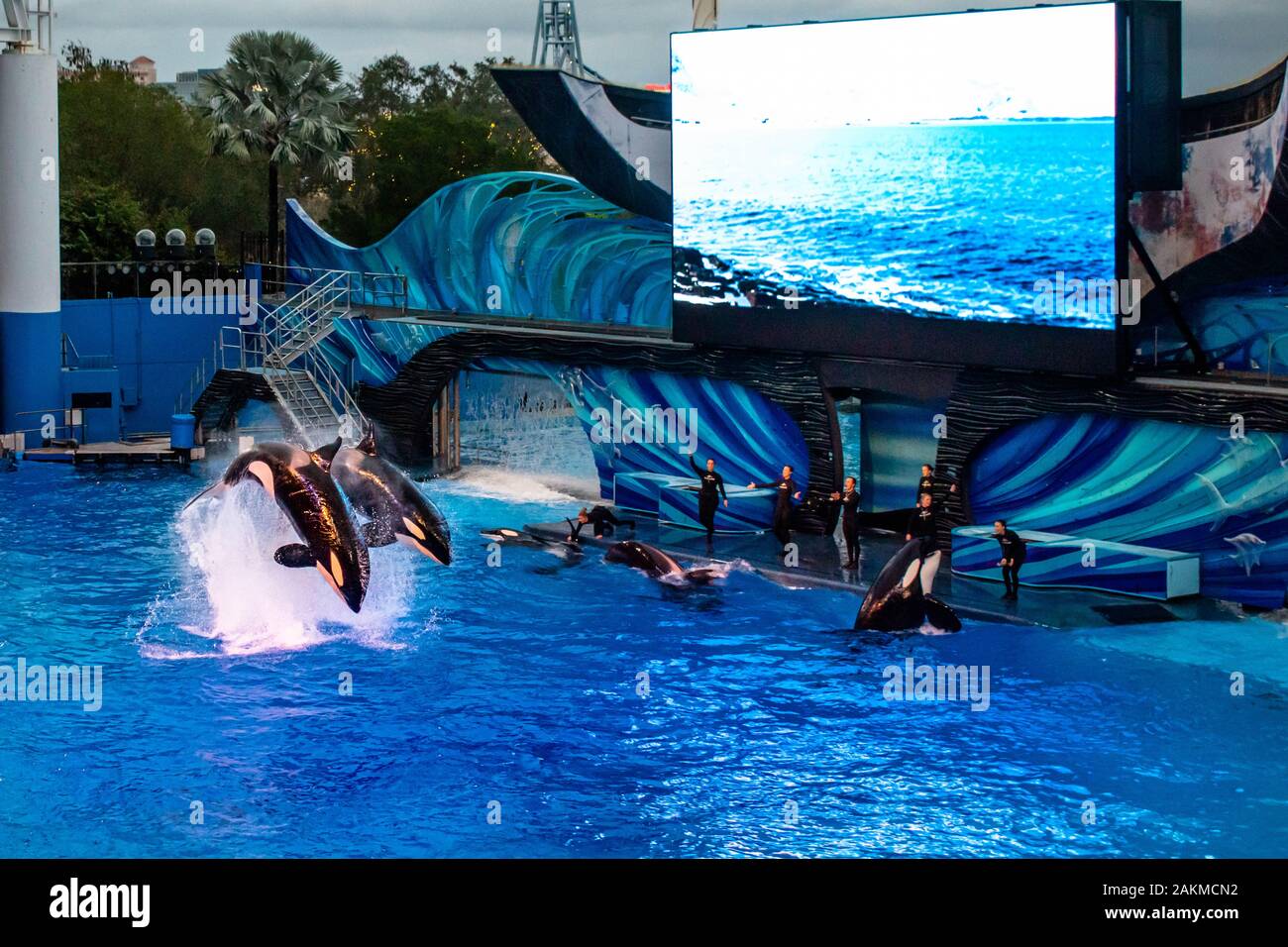 Orlando, Florida. December 30, 2019. Killer whale jumping in Orca ...