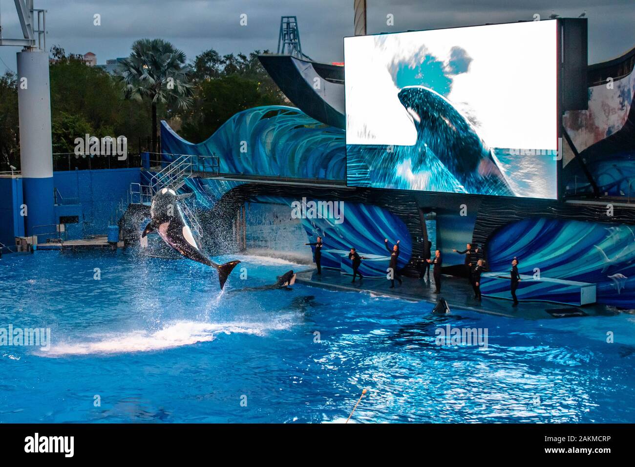 Orlando, Florida. December 30, 2019. Killer whale jumping in Orca ...