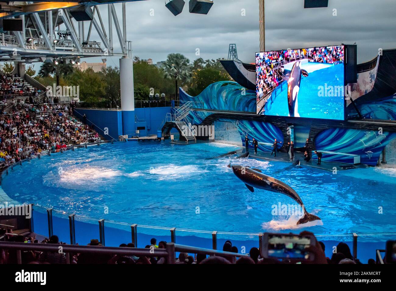 Orlando, Florida. December 30, 2019. Killer whale jumping in Orca ...