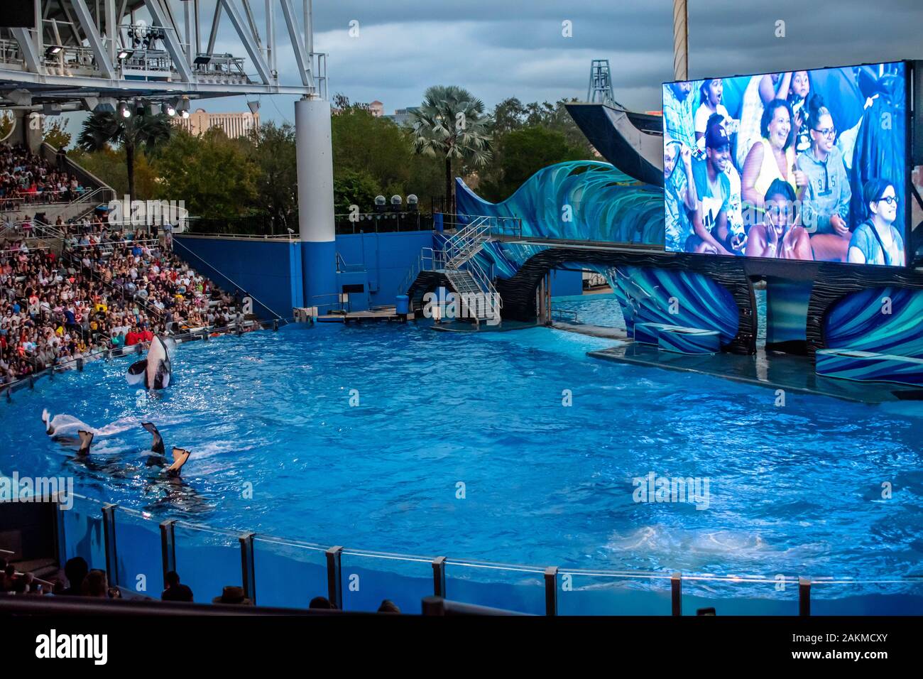 Orlando, Florida. December 30, 2019. Killer whale jumping in Orca ...