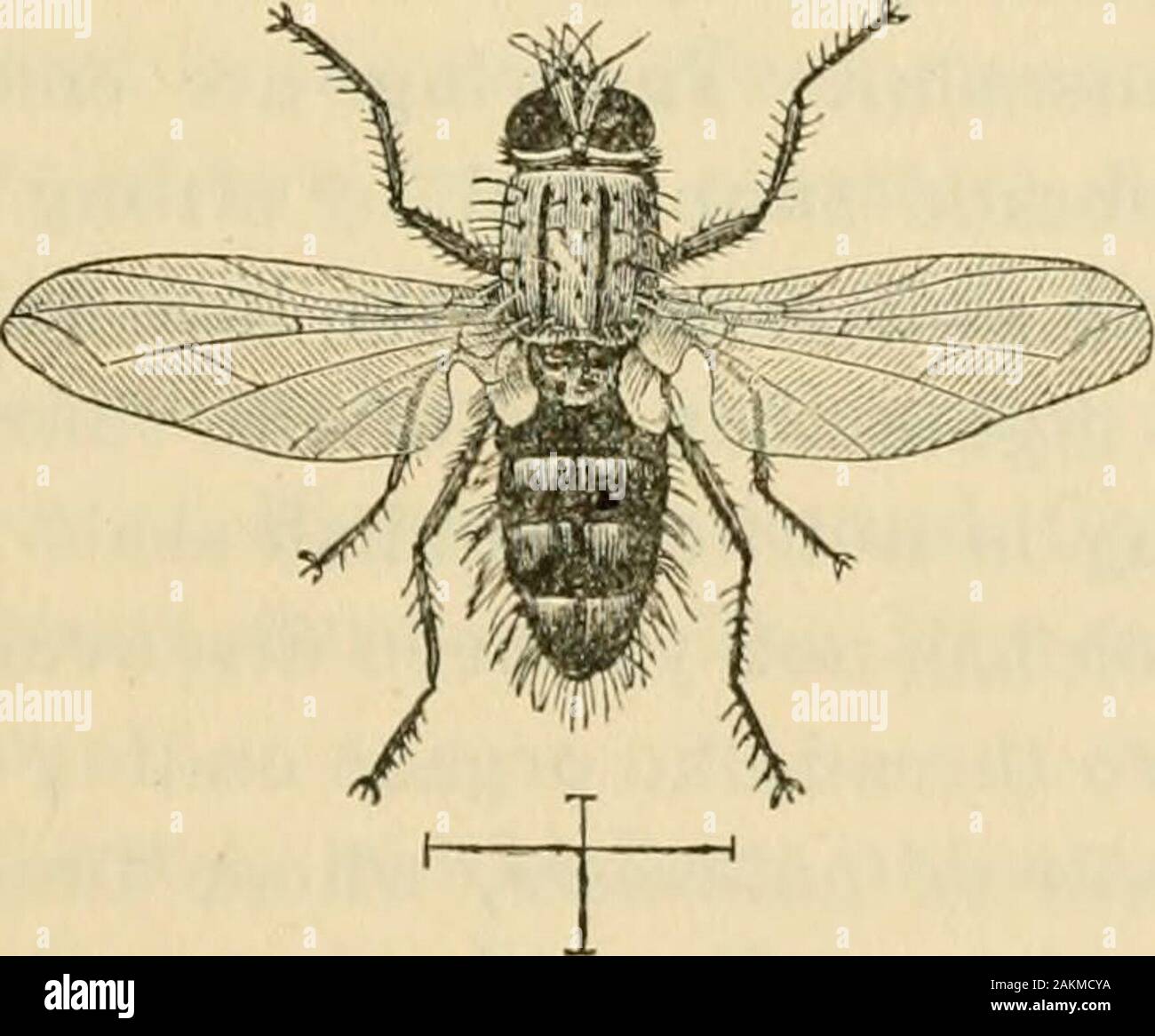 Outlines of entomology . niversal apple enemy, the Codling moth fCar ...