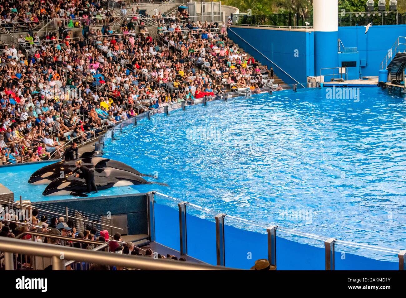 Orlando, Florida. December 30, 2019. Killer whale posing in Orca ...