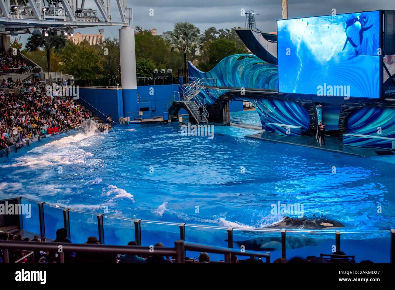 Orlando, Florida. December 30, 2019. Killer whale swimming in Orca ...