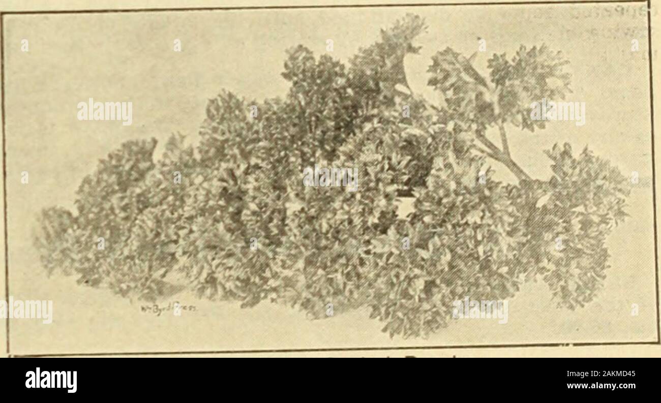 Curly seed pods hi-res stock photography and images - Alamy