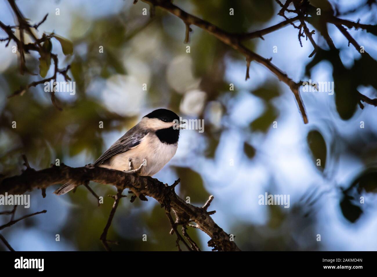 Carolina Chickadee resting on a Texas live oak Stock Photo - Alamy
