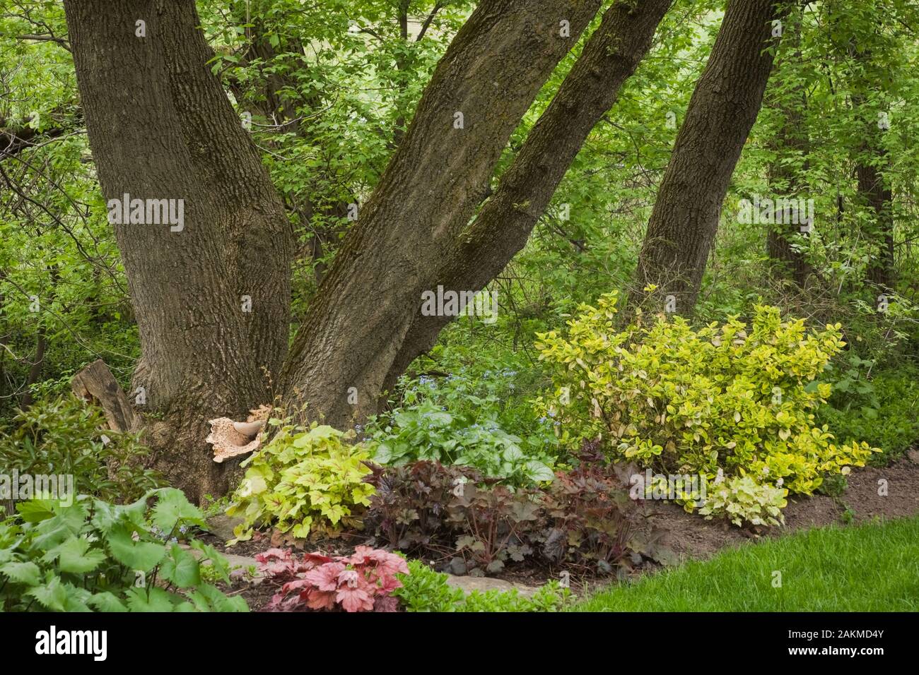 Border with mixed shrubs and plants including purple and bronze ...