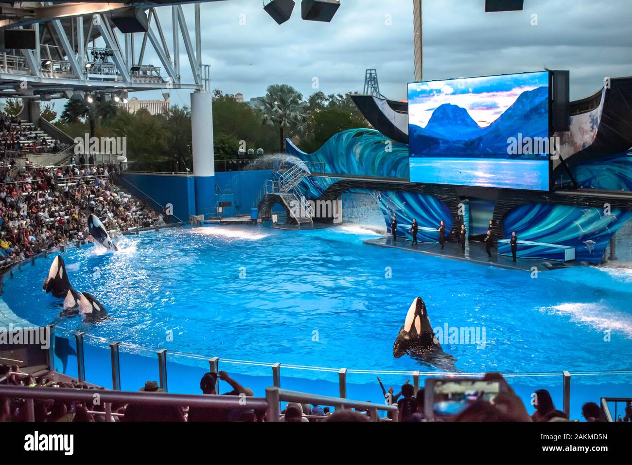 Orlando, Florida. December 30, 2019. Killer whales jumping in Orca ...