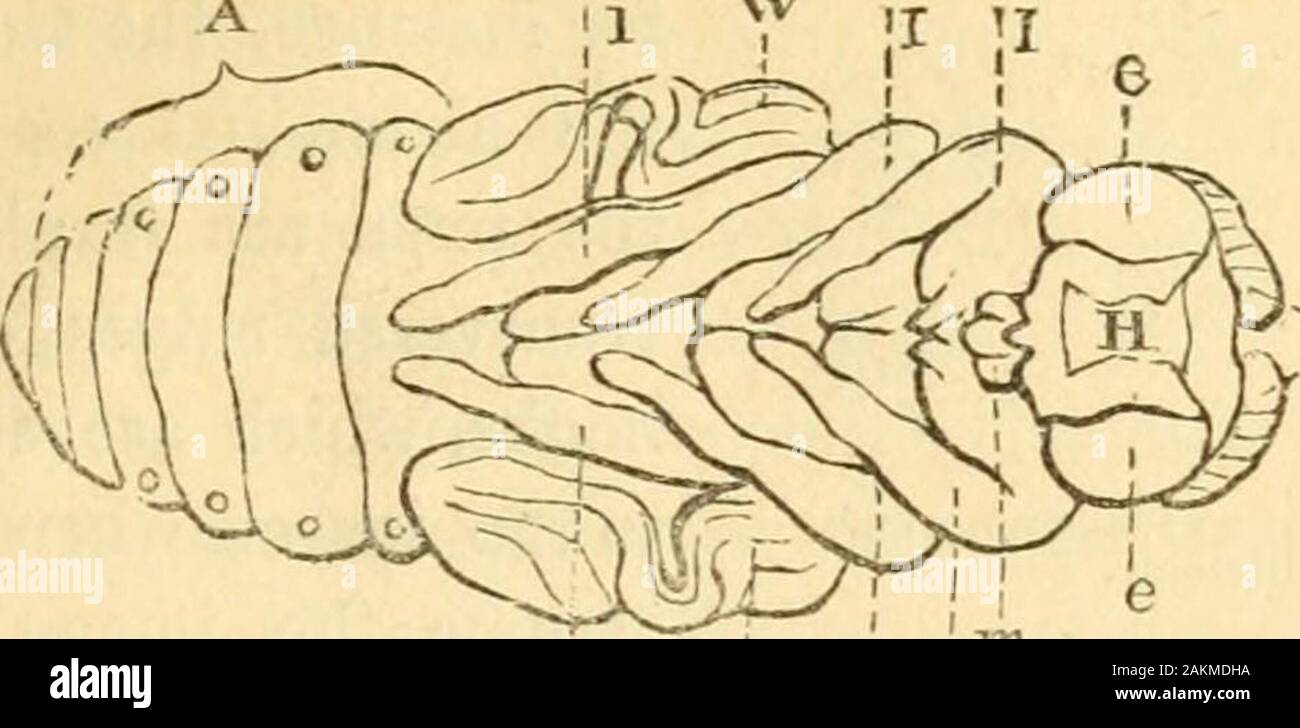 The entomologist's text book : an introduction to the natural history ...