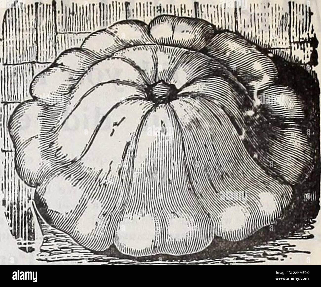 Prolific squash hi-res stock photography and images - Alamy