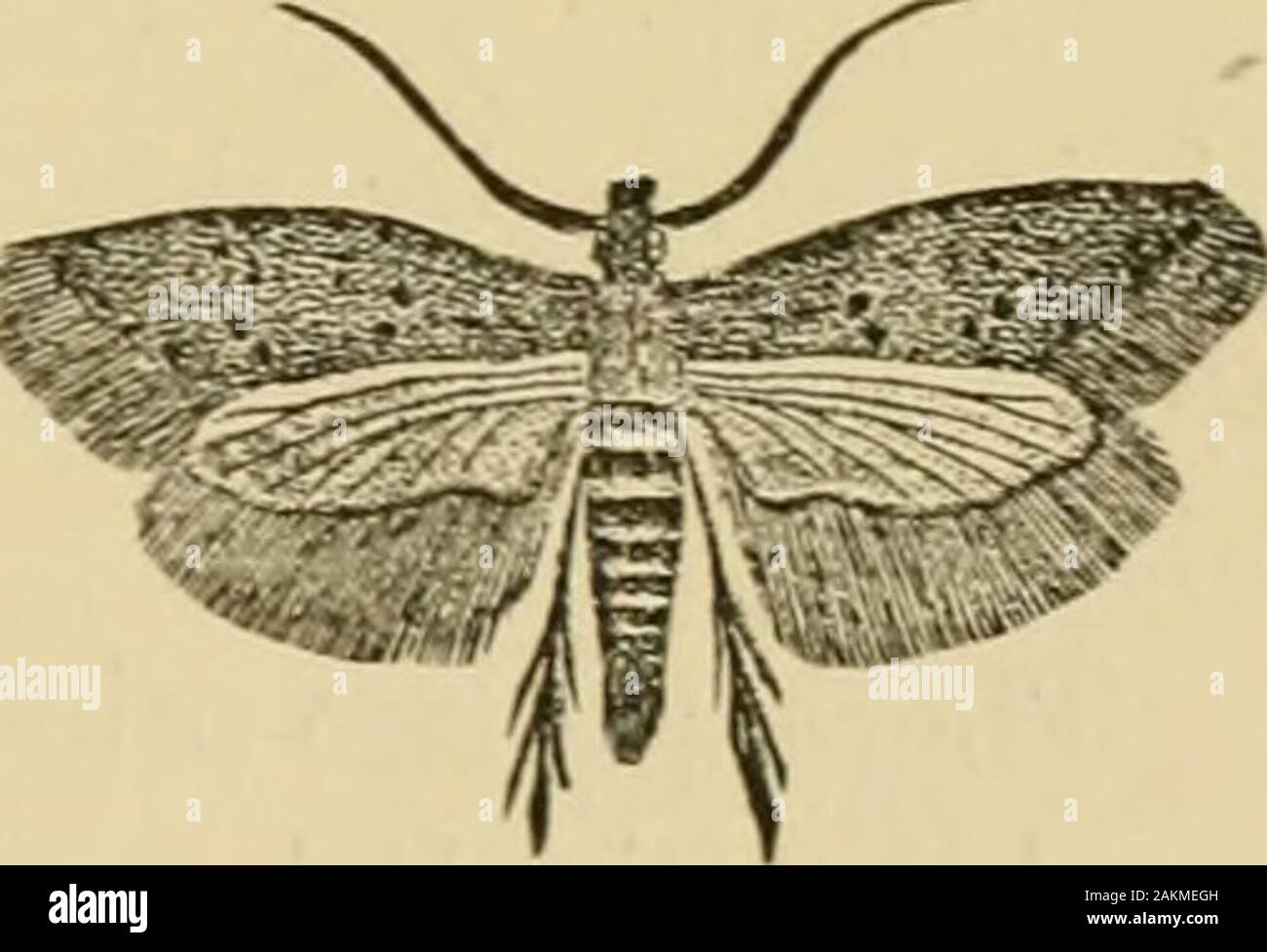 Twelve fruits on tree hi-res stock photography and images - Alamy