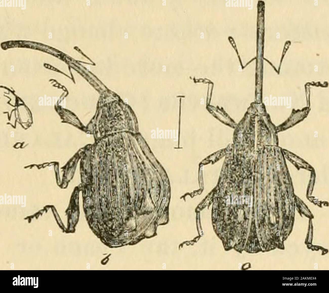 Outlines of entomology . k, margined with palegray, or striped ...