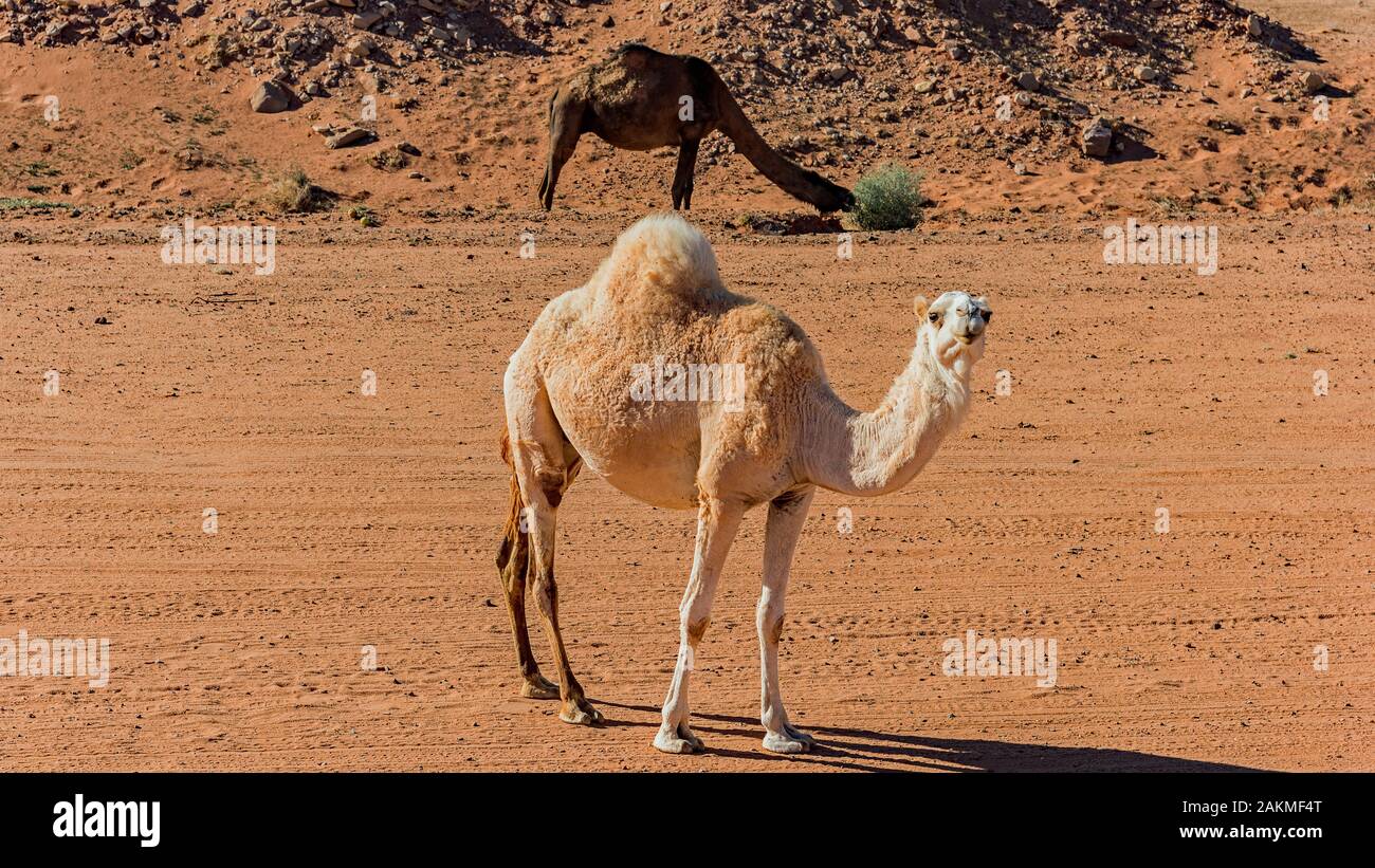 Free-range camels in Saudi Arabia Stock Photo - Alamy
