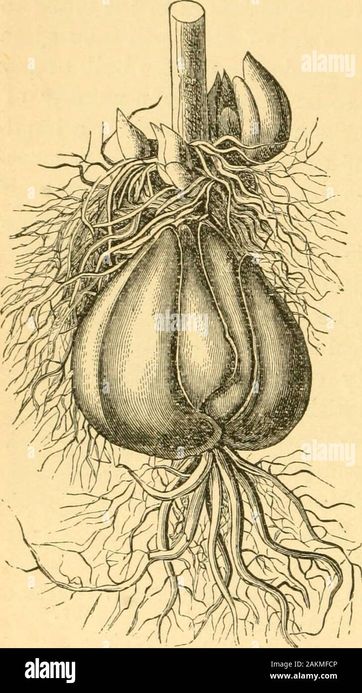 Smallbulbs hi-res stock photography and images - Alamy