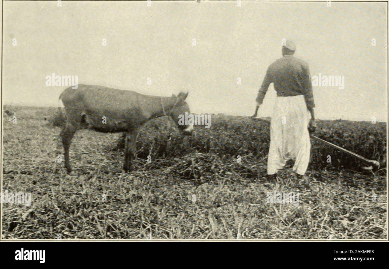 Berseem : the great forage and soiling crop of the Nile Valley . Fig. 1 ...