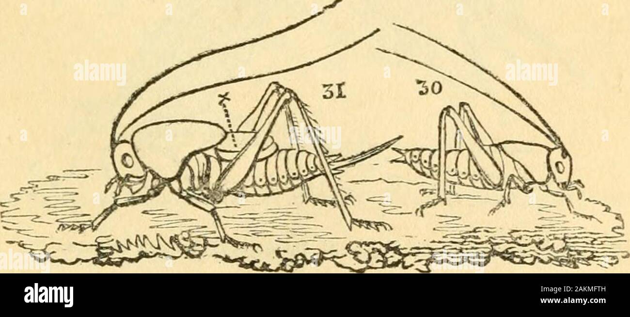 Grasshopper classification hi-res stock photography and images - Alamy