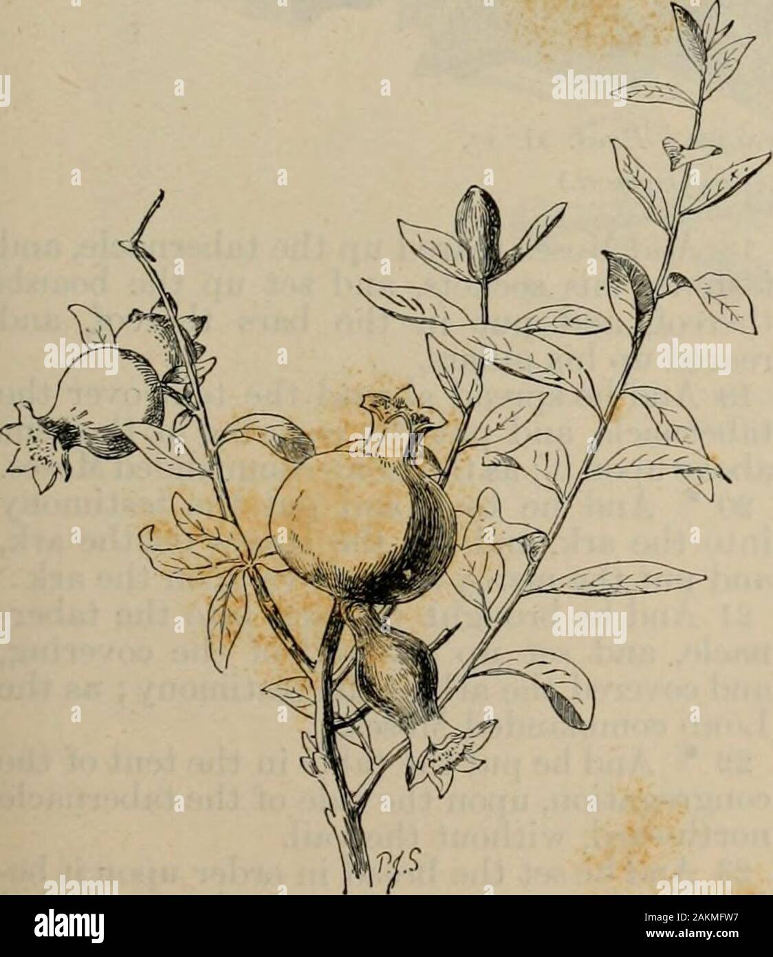 The art Bible, comprising the Old and new Testaments : with numerous ...