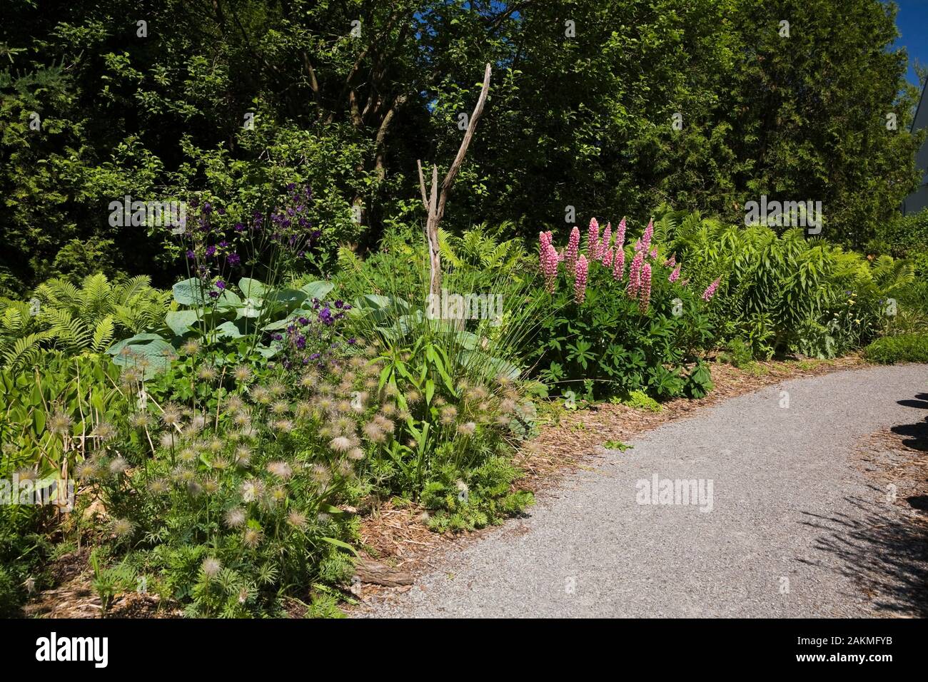Gravel path next to border planted with Pteridophyta - Fern, Hosta ...