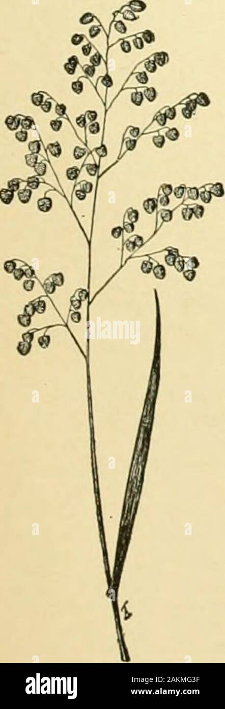 Saccate hi-res stock photography and images - Alamy