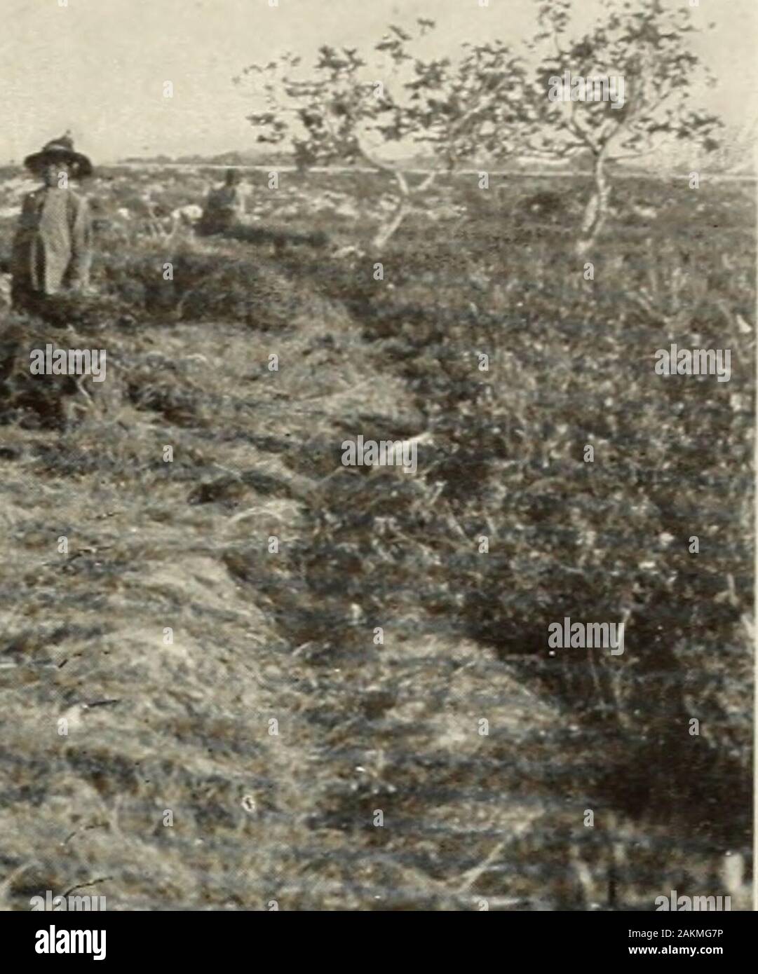 Berseem great soiling crop nile hi-res stock photography and images - Alamy