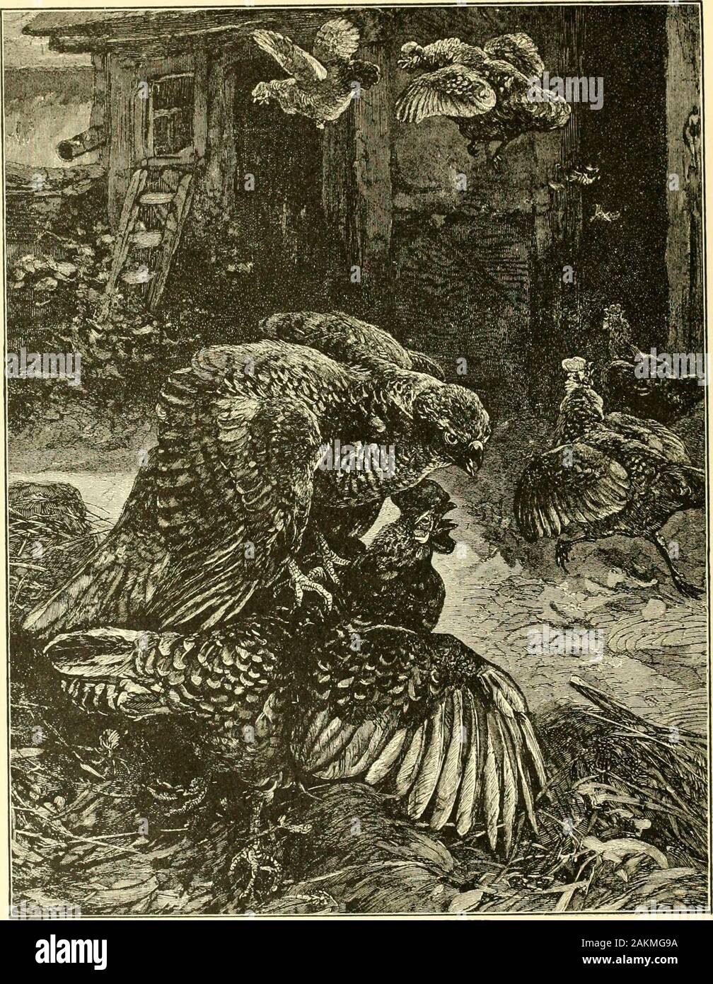 Hunting and trapping stories; a book for boys . THE TIIIEB-—A MARSH ...