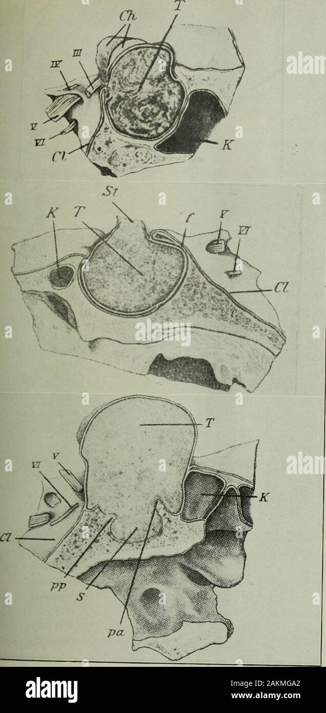 Experimental surgery in dogs hi-res stock photography and images - Alamy