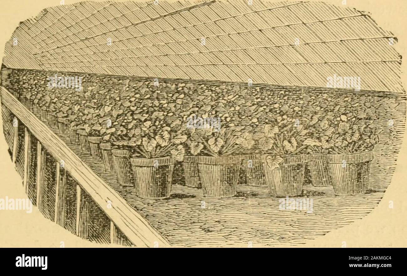 Safrano rose hi-res stock photography and images - Alamy