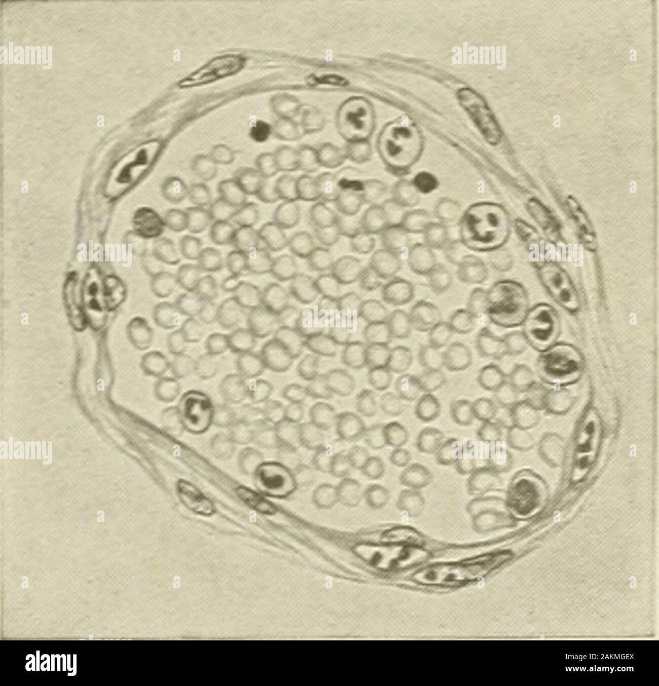 Diapedesis Histologi