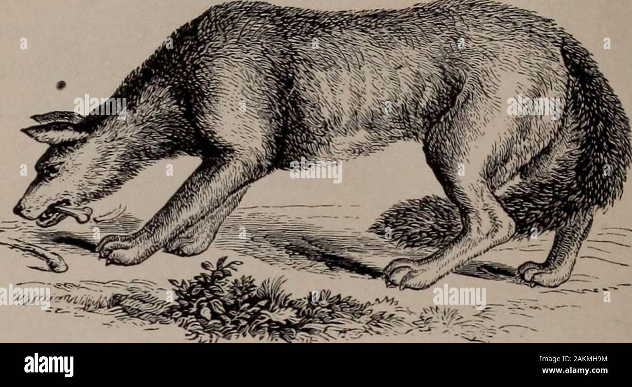 Stout teeth hi-res stock photography and images - Alamy