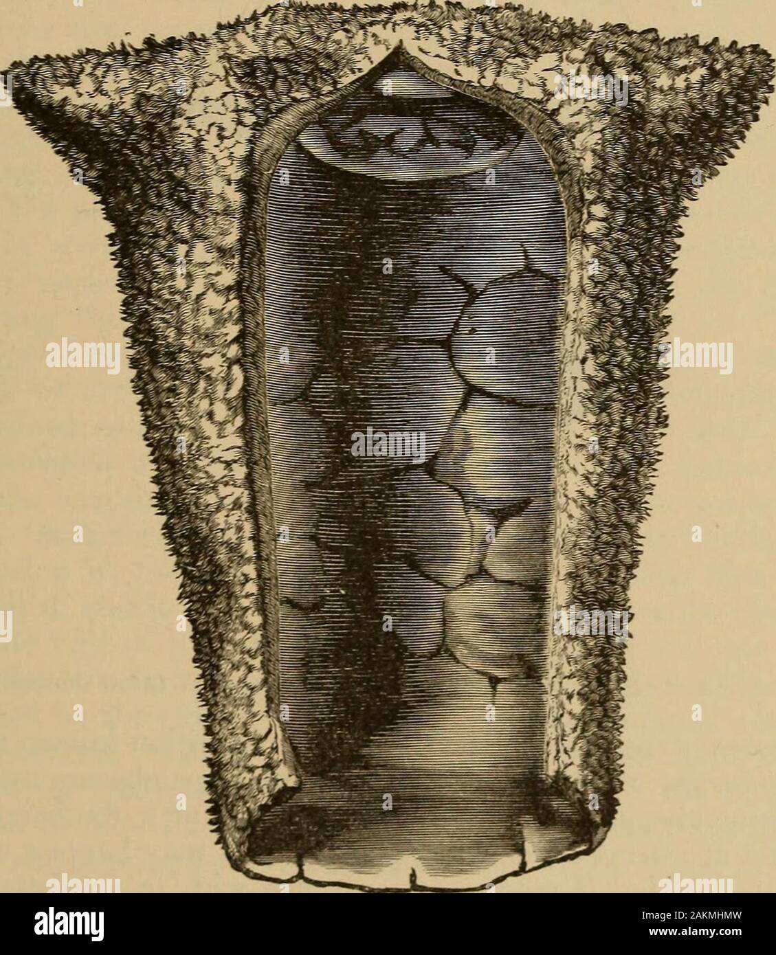 Decidual membrane hi-res stock photography and images - Alamy