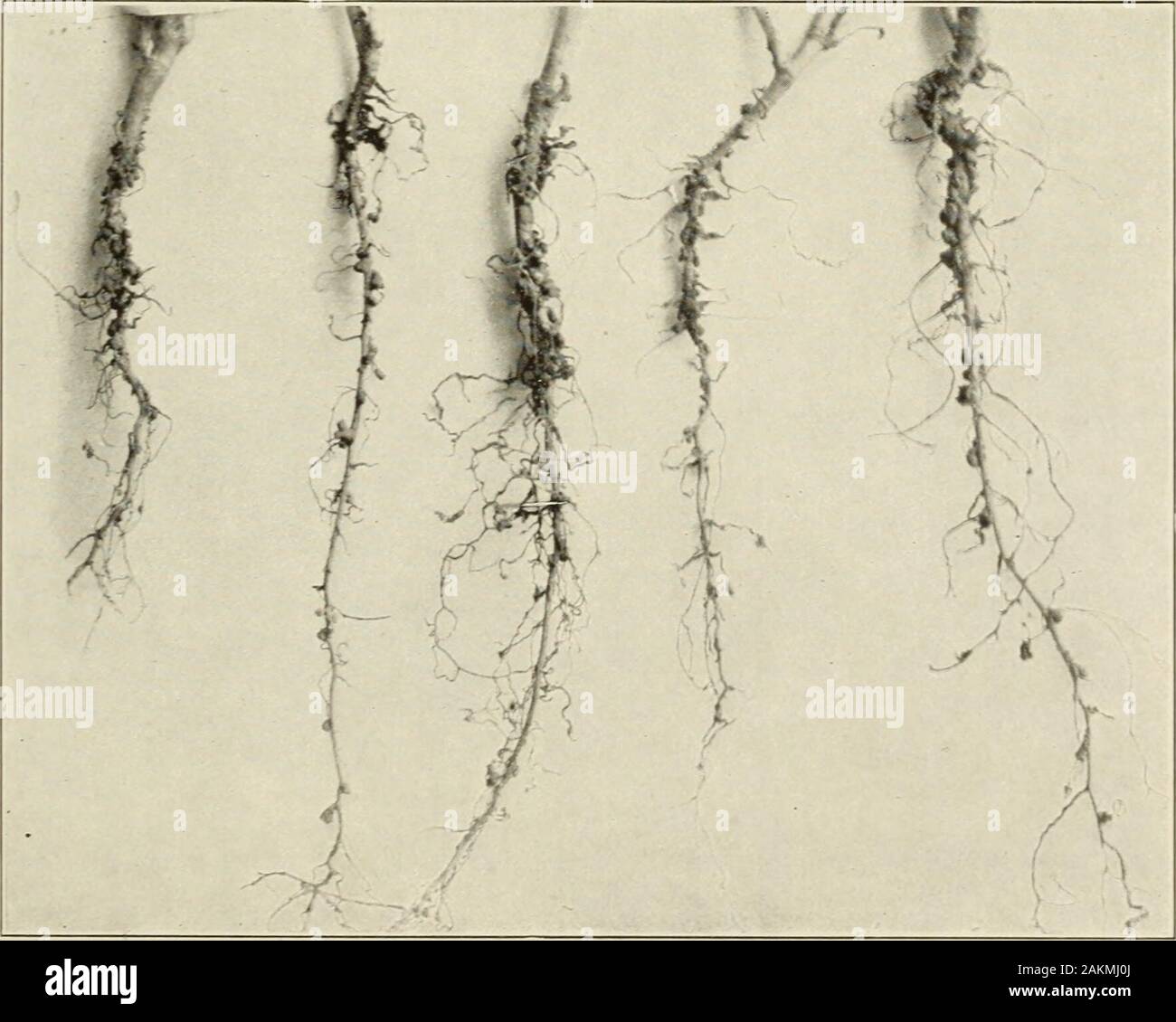 Berseem : the great forage and soiling crop of the Nile Valley . Fig. 1 ...