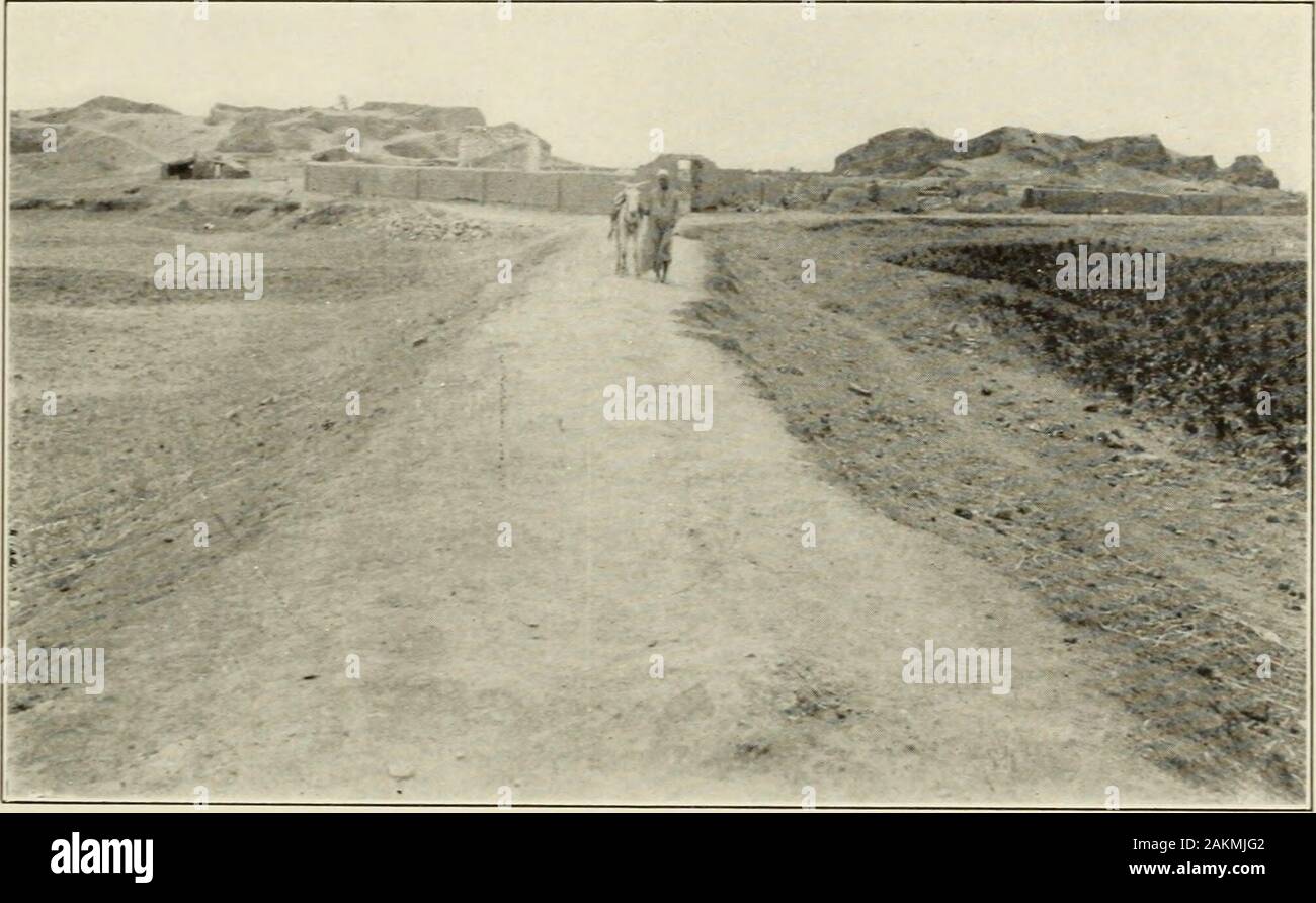 Berseem : the great forage and soiling crop of the Nile Valley . Fig. 1 ...